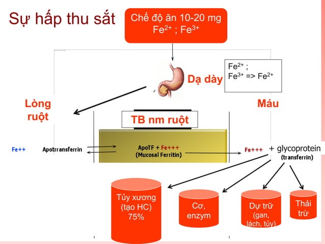 [Duoc ly] thuoc chua thieu mau thuoc dieu tri rlhh - th s duong | PPT