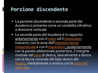 Duodeno | PPTX