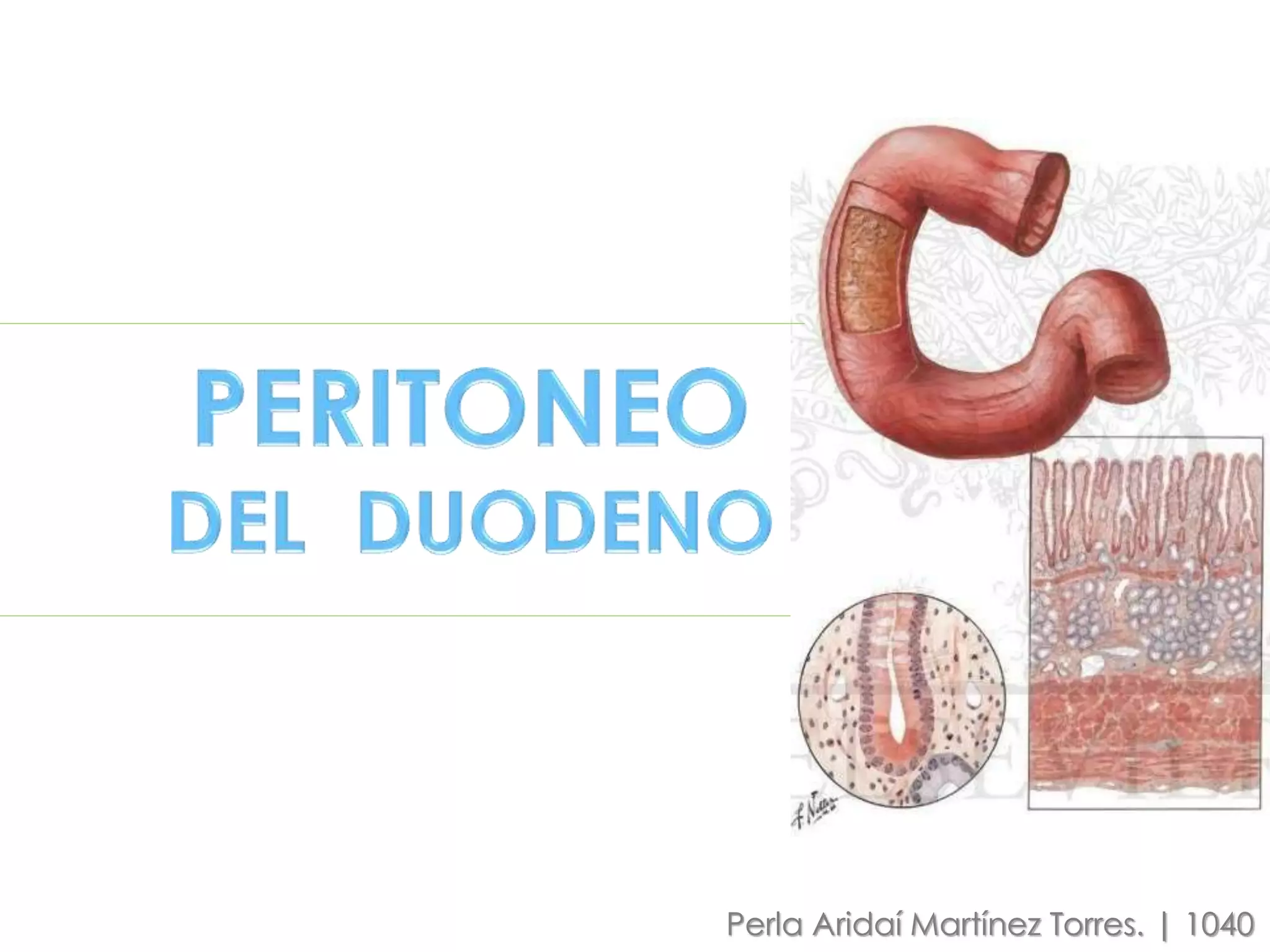 Duodeno ANATOMIA. | PPTX