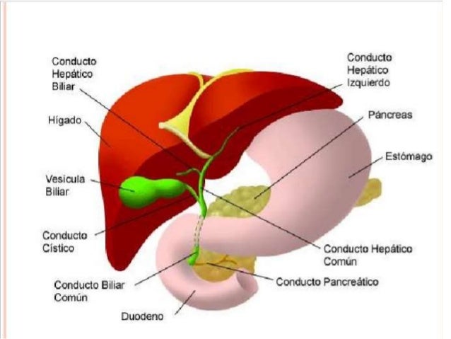 Duodeno ANATOMIA.