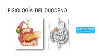 Duodeno | PPTX