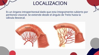 ANATOMIA QUIRURGICA DE DUODENO EXPLICACION | PPTX