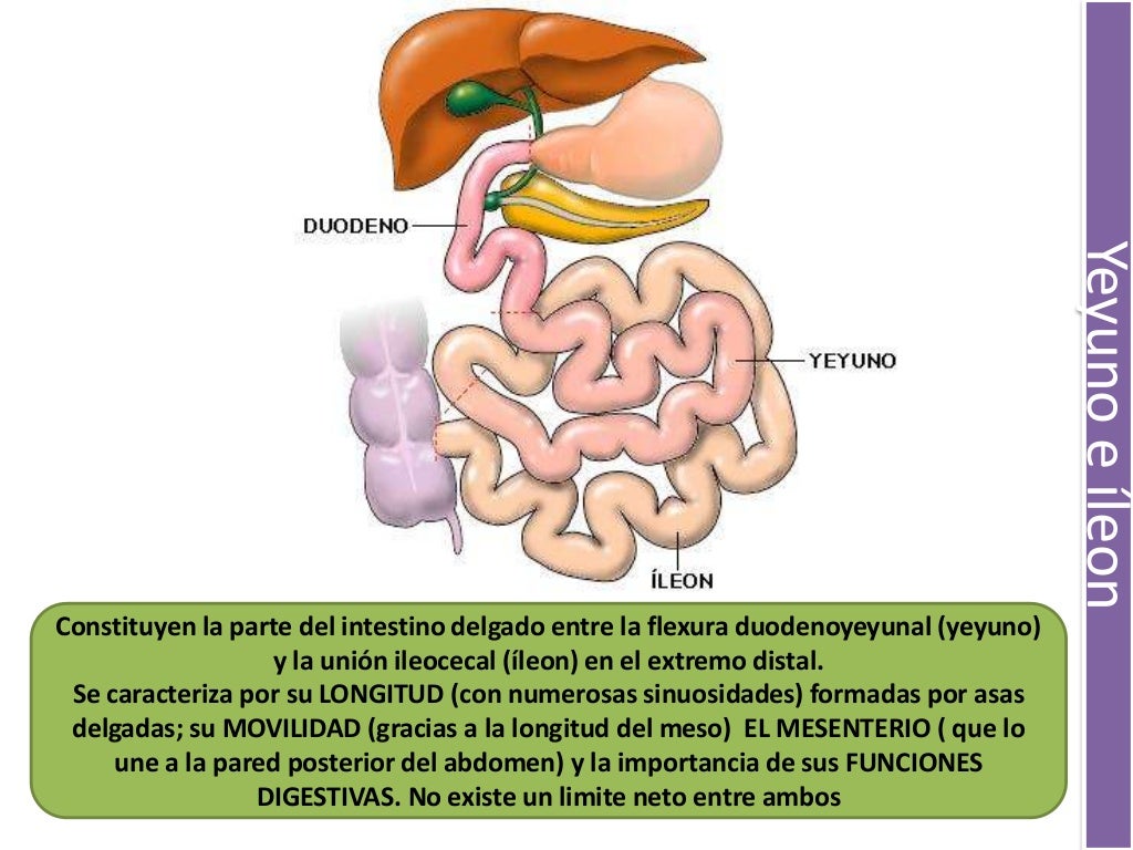 Duodeno, yeyuno e ileon.
