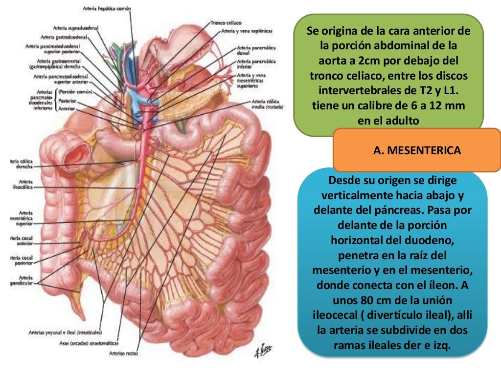 Duodeno, yeyuno e ileon.