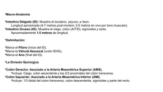 REPASO ANATOMICO DE DUODENO, YEYUNO, ILEON Y COLON | PPTX
