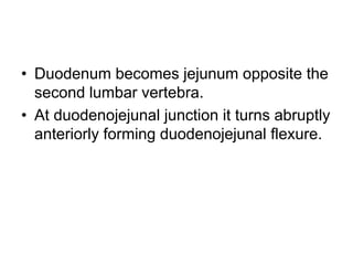 Duodenum | PPT