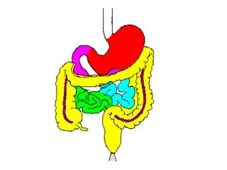 Duodenum | PPT