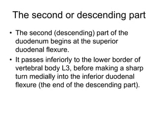Duodenum | PPT