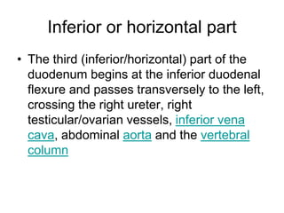 Duodenum | PPT