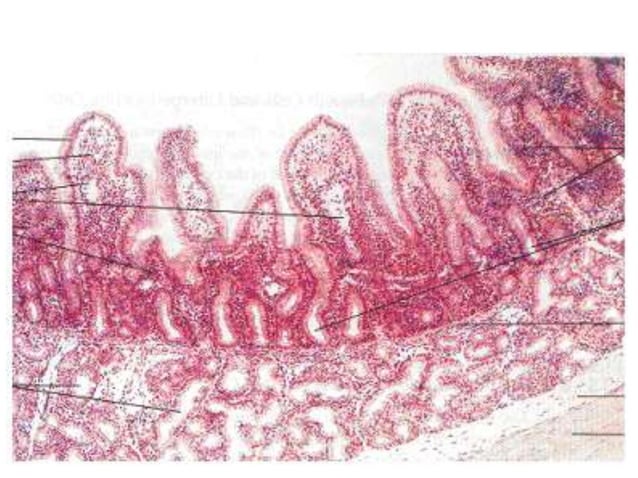 Duodenum | PPT