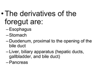 Duodenum | PPT