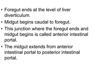 Duodenum | PPT