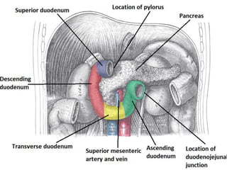 Descending Duodenum