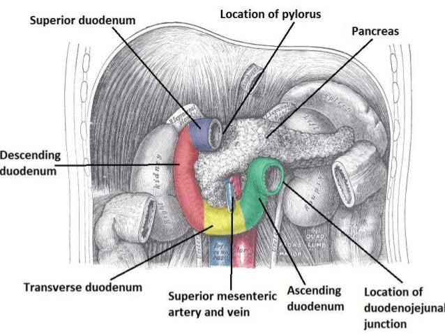 Duodenum