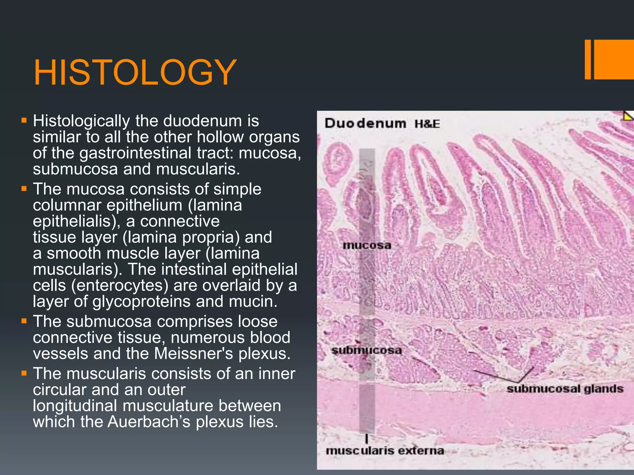 Duodenum by Ismail Surchi | PPT