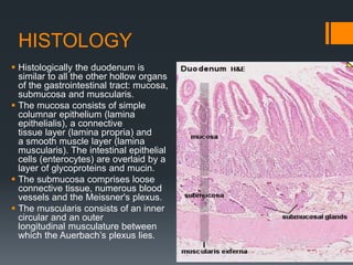 Duodenum by Ismail Surchi | PPT