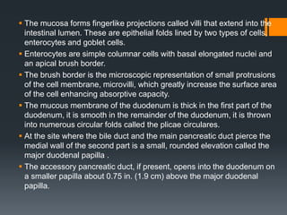 Duodenum by Ismail Surchi | PPT