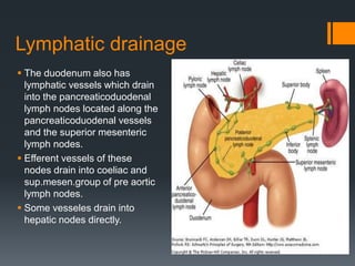 Duodenum by Ismail Surchi | PPT