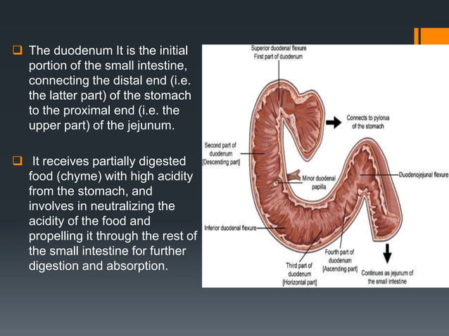 Duodenum by Ismail Surchi | PPT