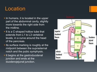 Duodenum by Ismail Surchi | PPT