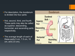 Duodenum by Ismail Surchi | PPT