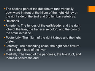 Duodenum by Ismail Surchi | PPT