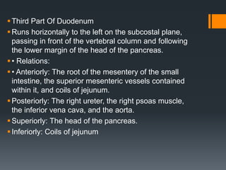 Duodenum by Ismail Surchi | PPT