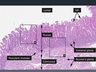 Duodenum Histology Labeled