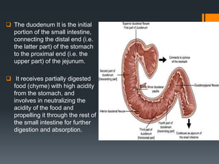 Duodenum Diagram