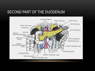 DUODENUM.pptx