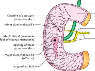 DUODENUM.pptx