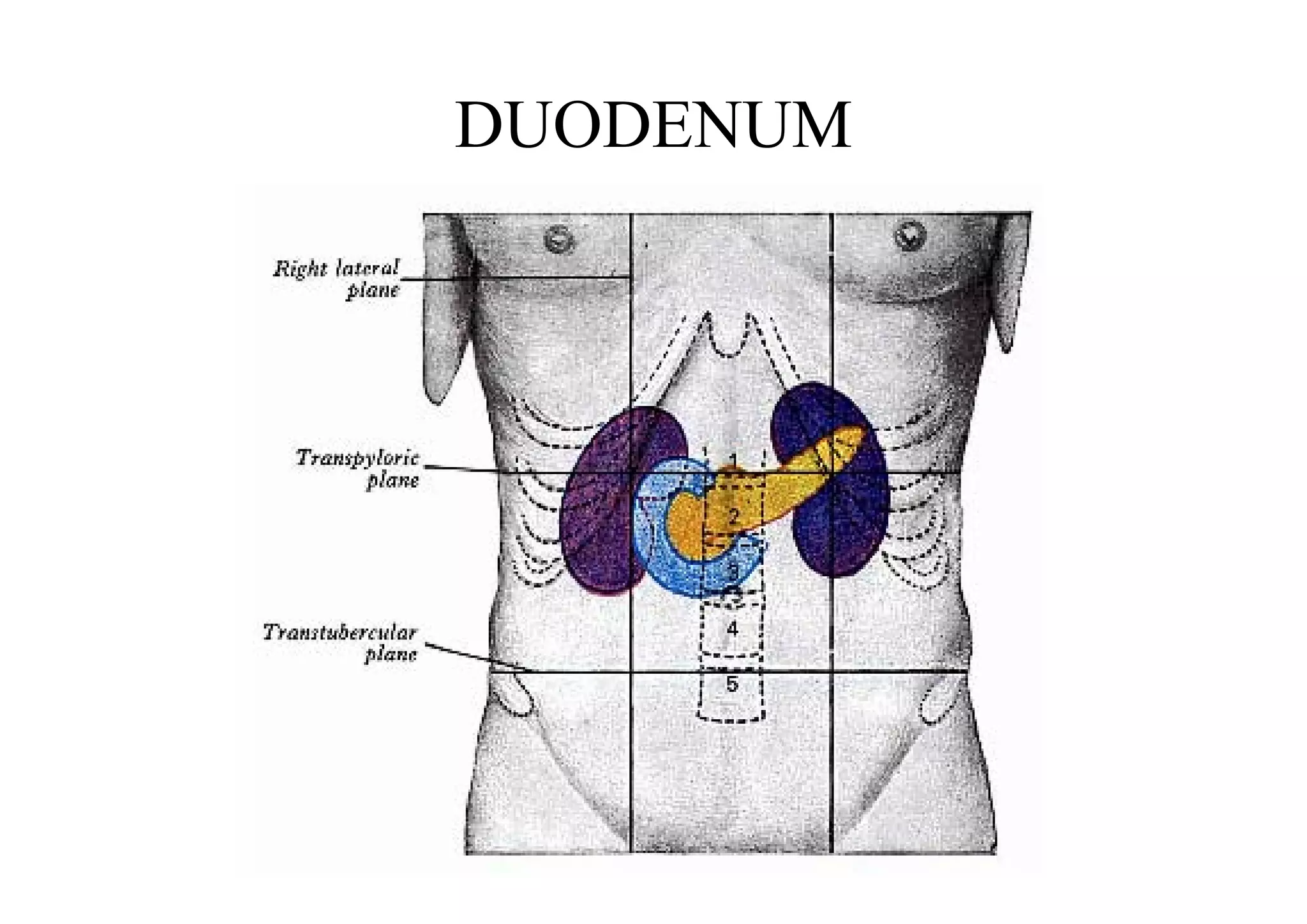 Duodenum.pdf
