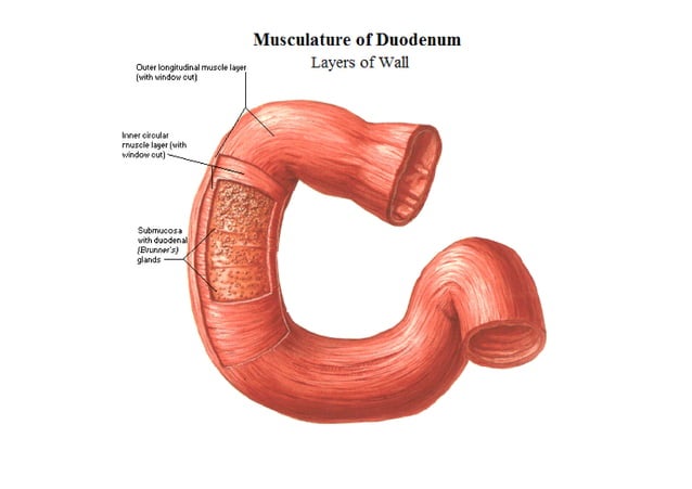 Duodenum.pdf