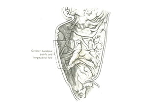 Duodenum.pdf