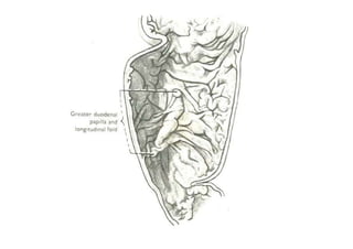 Duodenum.pptx