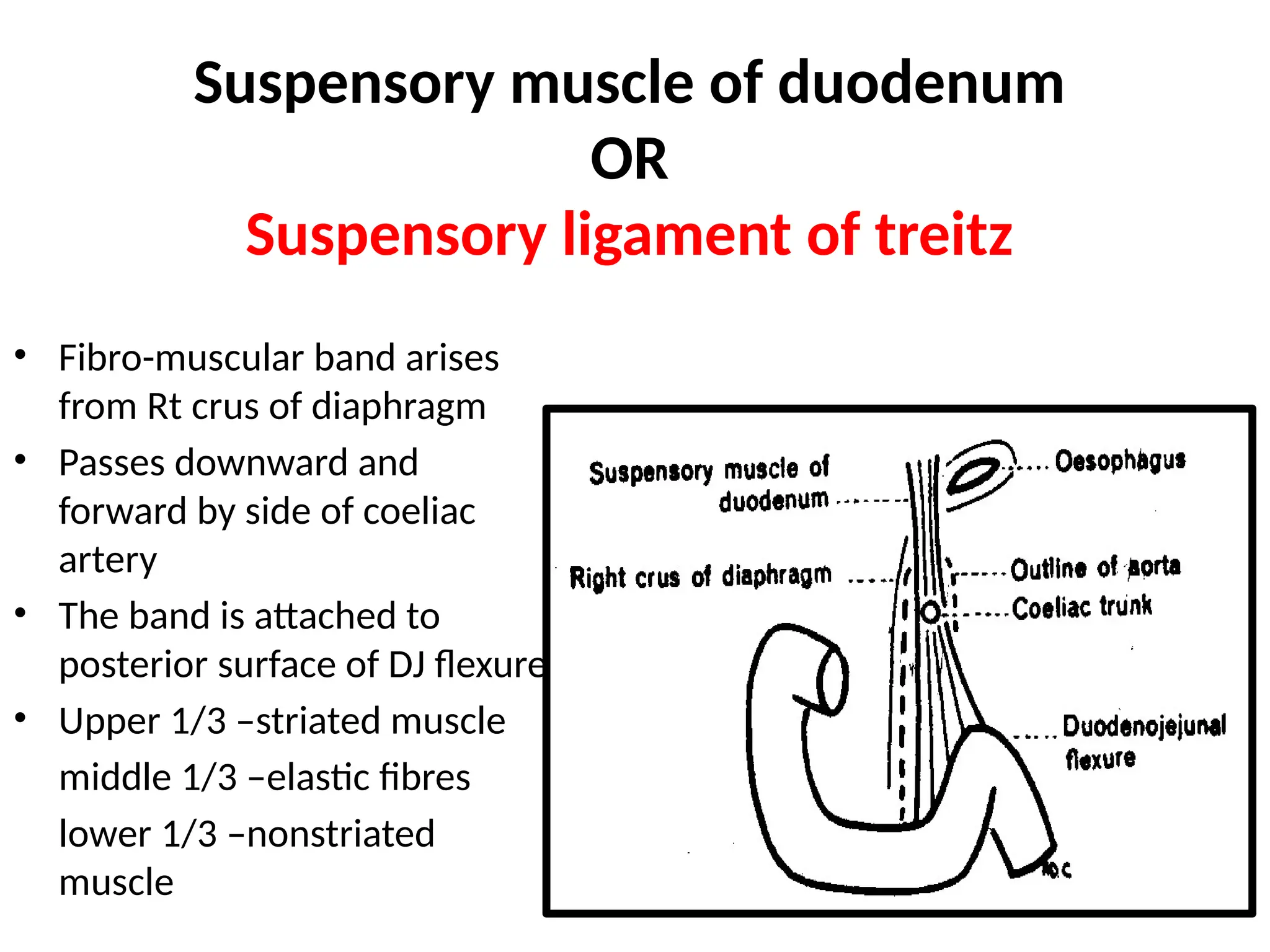 Duodenum.pptx........................... | PPTX