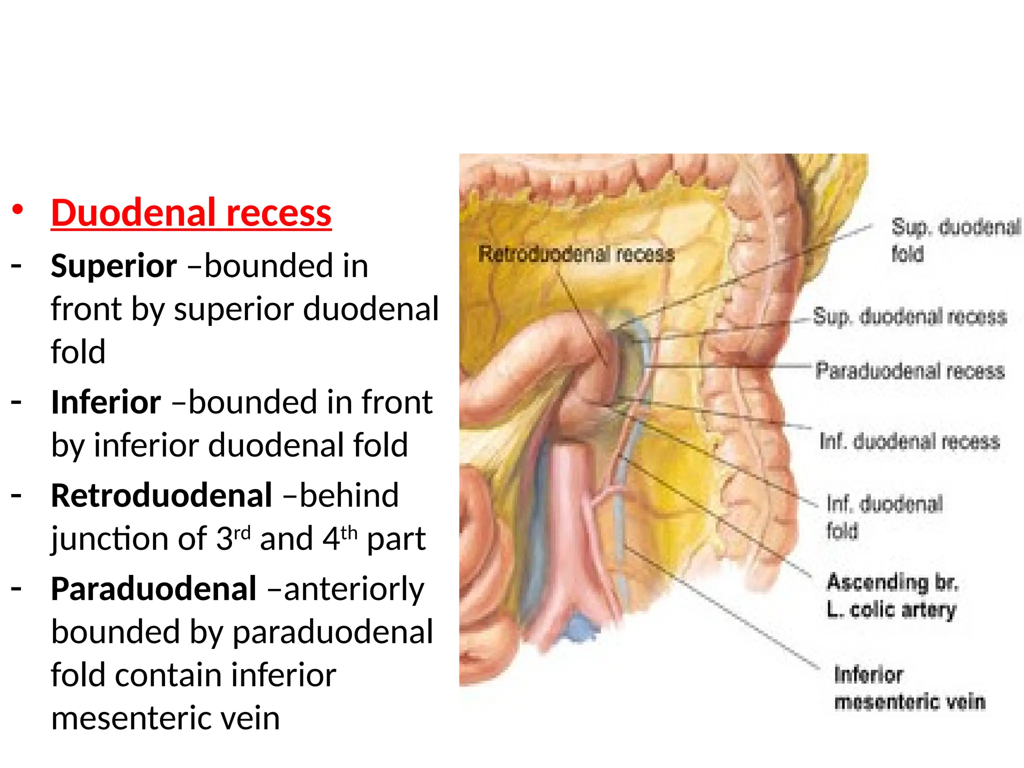 Duodenum.pptx........................... | PPTX