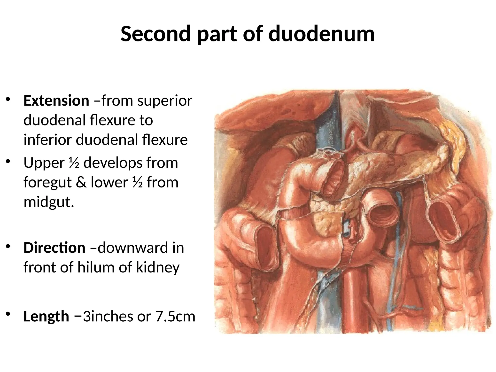 Duodenum.pptx........................... | PPTX