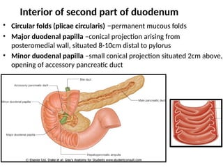 Duodenum.pptx........................... | PPTX