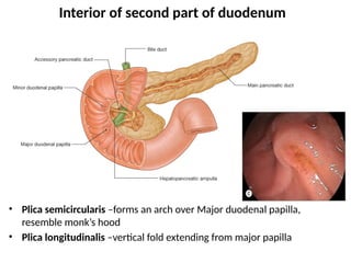 Duodenum.pptx........................... | PPTX