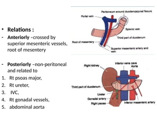 Duodenum.pptx........................... | PPTX