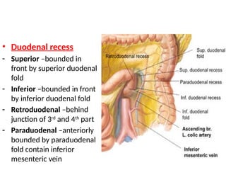 Duodenum.pptx........................... | PPTX