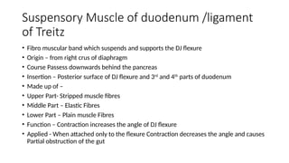Duodenum its anatomy and clinical aspects.pptx
