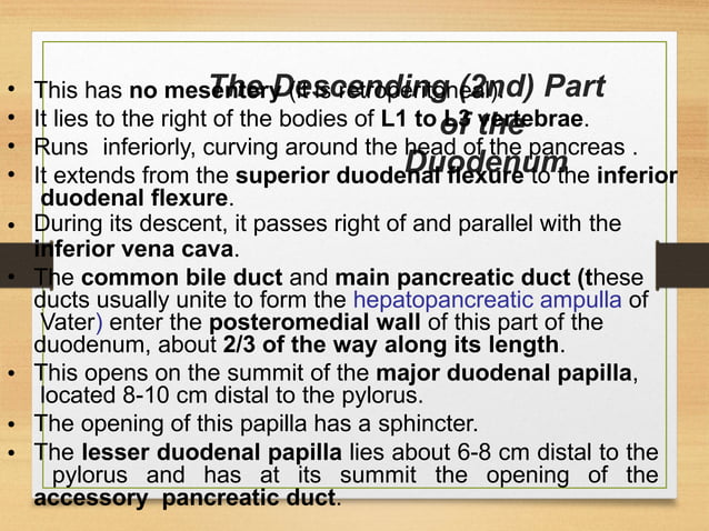DUODENUM ANATOMY & Clinical Anatomy.pptx