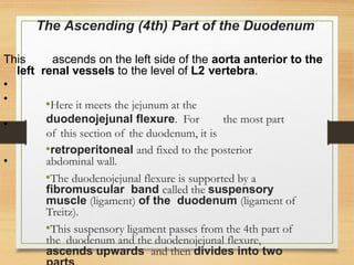 DUODENUM ANATOMY & Clinical Anatomy.pptx