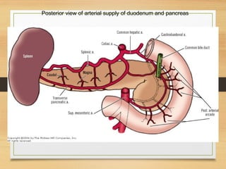 DUODENUM ANATOMY & Clinical Anatomy.pptx
