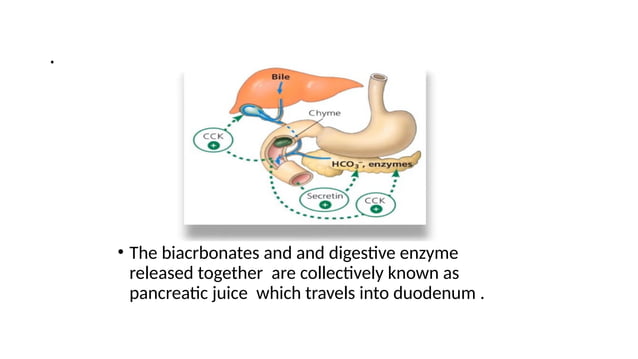 Digestion and Absorption in Duodenum and Small Intestine | PPT