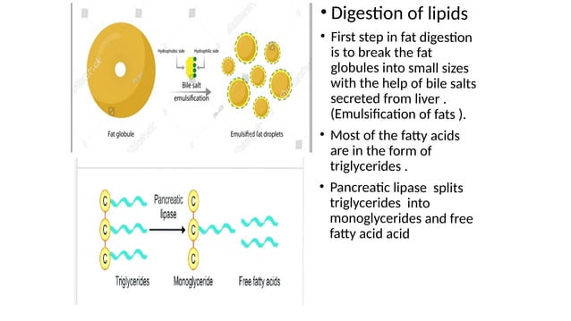 Digestion and Absorption in Duodenum and Small Intestine | PPT
