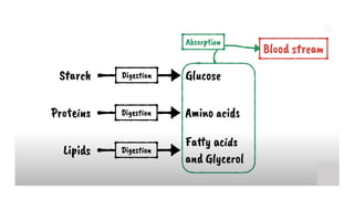 Digestion and Absorption in Duodenum and Small Intestine | PPT
