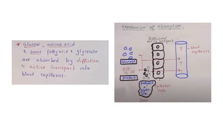 Digestion and Absorption in Duodenum and Small Intestine | PPT